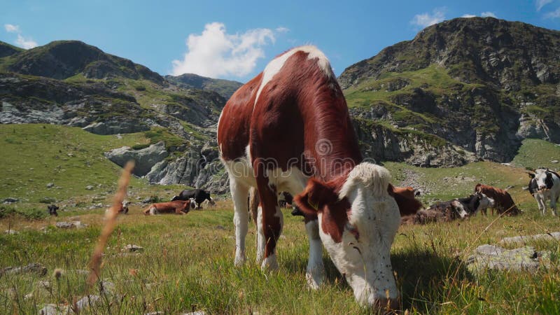 Cow Near the Camera Looking and the Herd is Behind it Stock Footage ...