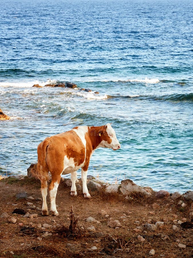 A cow near the seaside stock photo. Image of seashore - 129806878