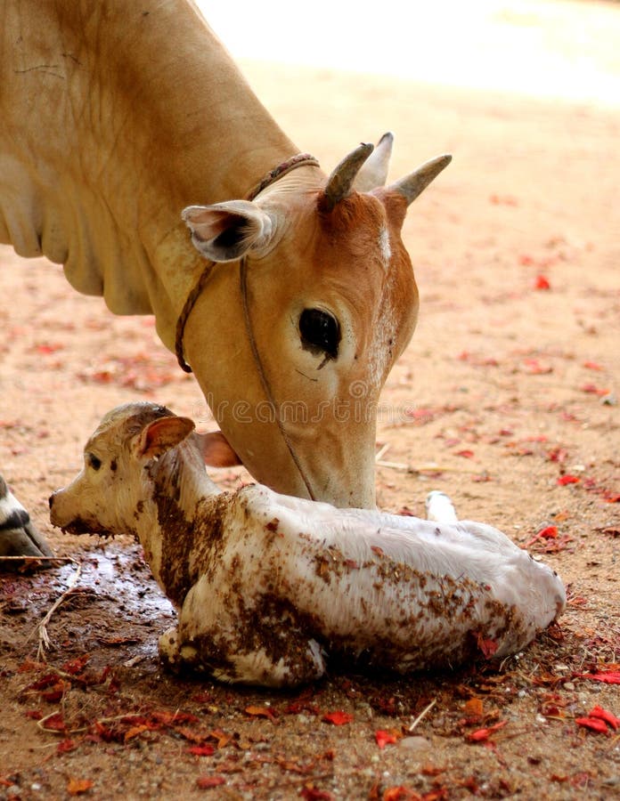 Cow with new born calf stock photo. Image of mother, white - 27574650
