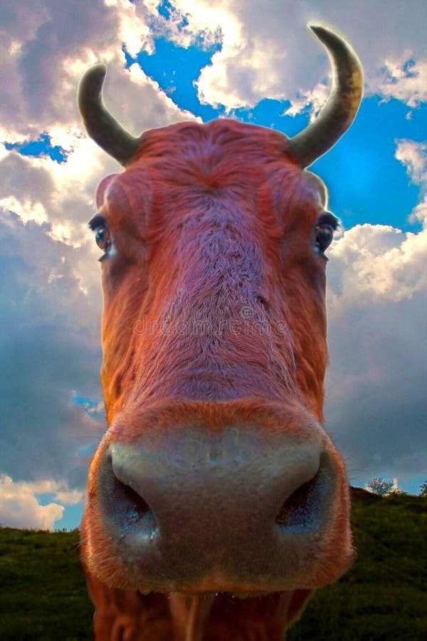 Cow stock image. Image of kind, fearful, muzzle, animals - 81054761