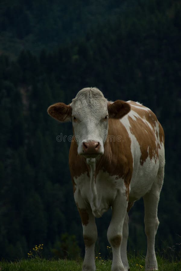 Cow at the Nock Alp, Austria Stock Photo - Image of animal, europe ...