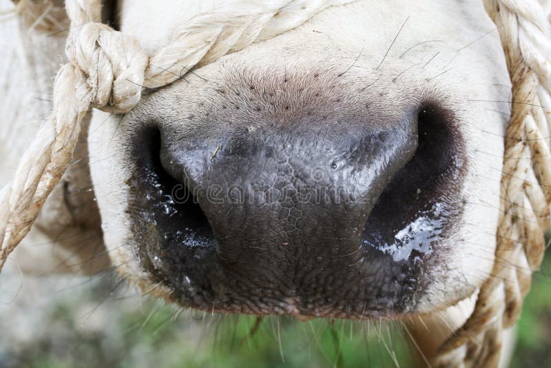 Cow nose stock photo. Image of beef, country, face, close - 25828832