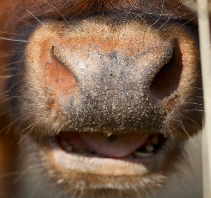 Cow nose close up stock photo. Image of unusual, cattle - 27265064
