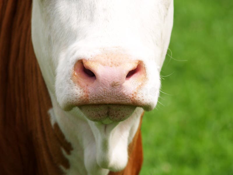 Cow nose close-up stock photo. Image of pasture, nostril - 30388068