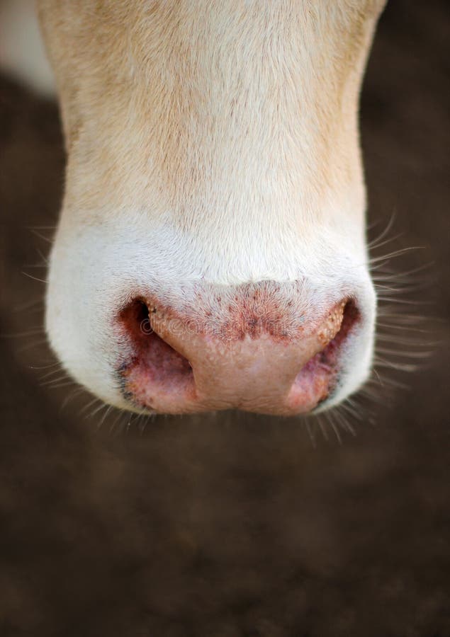 Cow nose close up stock photo. Image of grass, head, grazing - 63055382