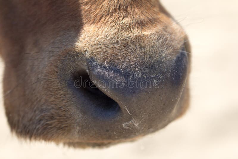 Cow nose. macro stock photo. Image of condensation, head - 104010880