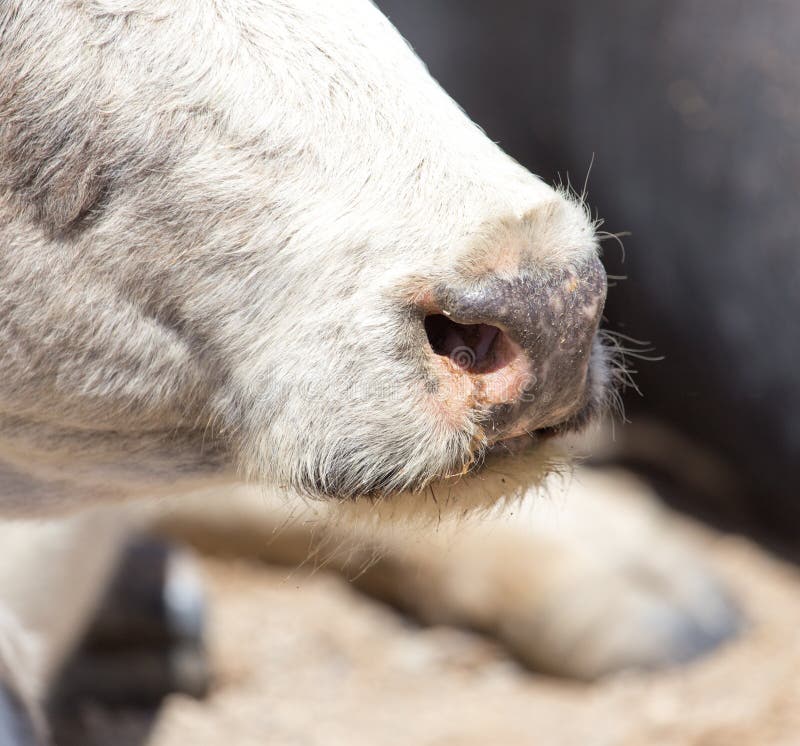 Cow nose stock photo. Image of young, nature, nostrils - 104180658