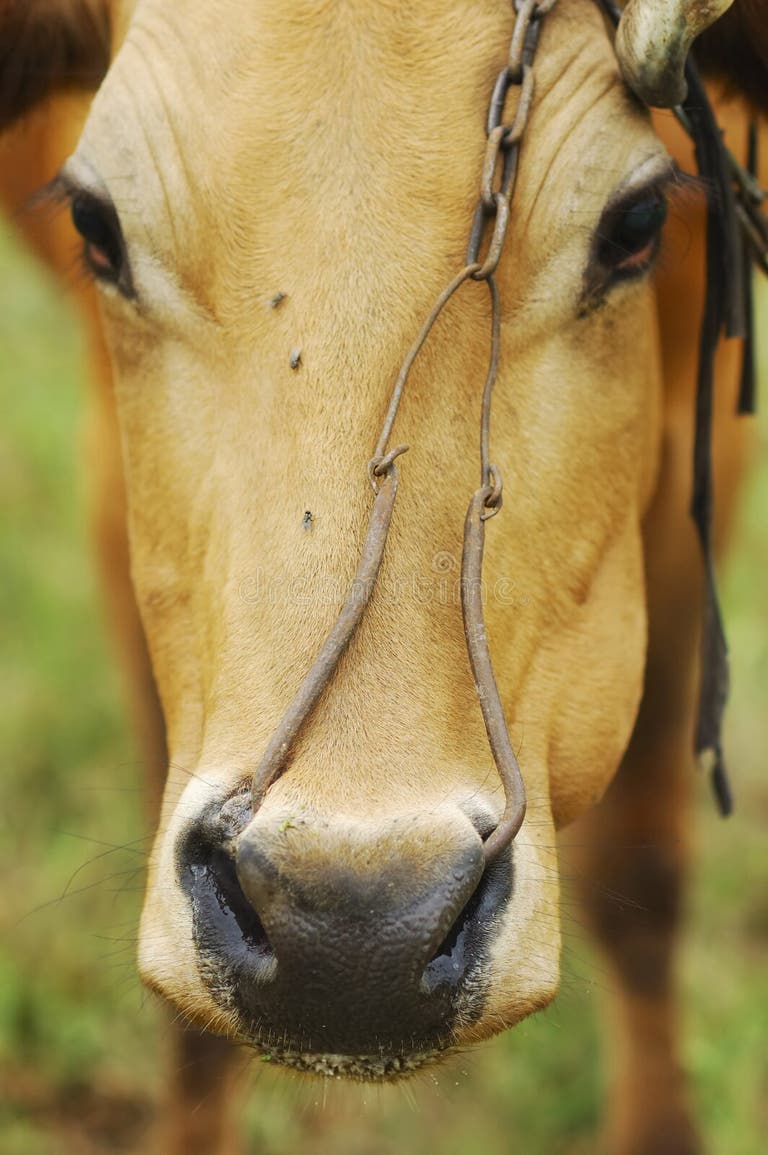 398 Cow Nose Ring Stock Photos - Free & Royalty-Free Stock Photos from ...