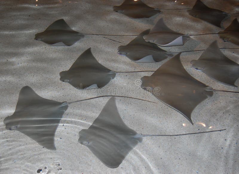 Cow Nosed Rays stock image. Image of sting, cownosed - 40980245