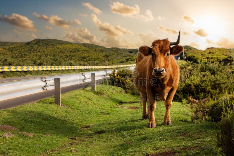 Cow with One Horn Grazing in Madeira Mountains at Sunset Stock Photo ...