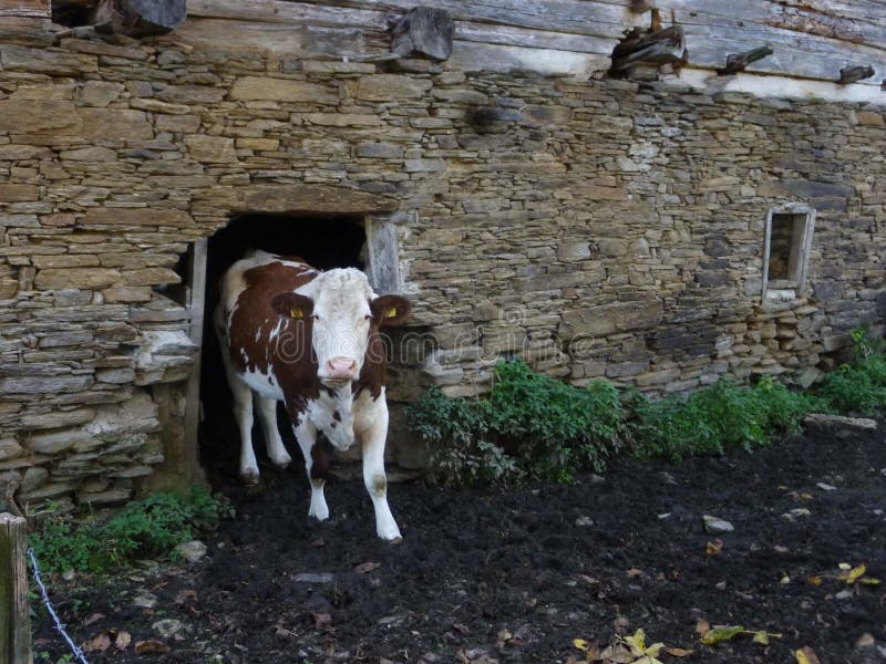Cow in an open barn stock image. Image of dairy, product - 215605335