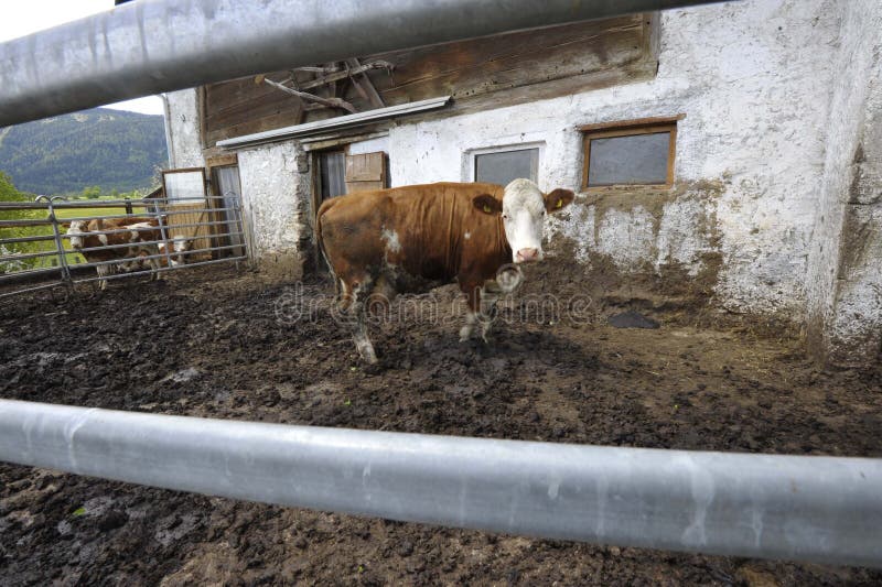 An open barn door stock image. Image of barn, farmhouse - 90587379