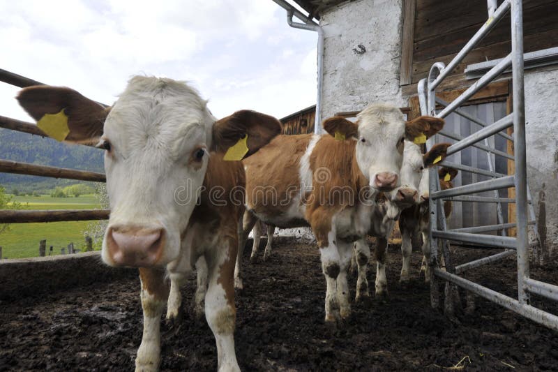 Cow in an open barn stock photo. Image of livestock - 214627362