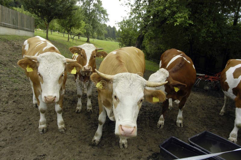 Cow in an open barn stock image. Image of animals, fattening - 215365957