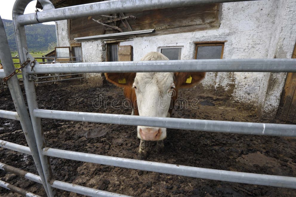 Cow in an open barn stock image. Image of farm, open - 217124841