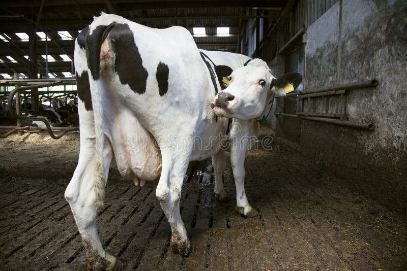 Open-air stable stock photo. Image of equestrian, breed - 20835354