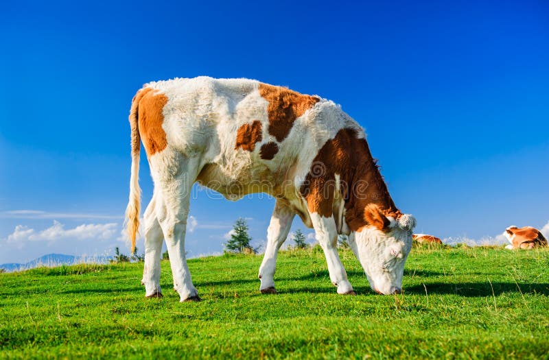 Cow outdoors stock photo. Image of herd, brown, graz - 26325192
