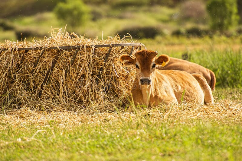 Cow outside in the paddock stock image. Image of summer - 146058041