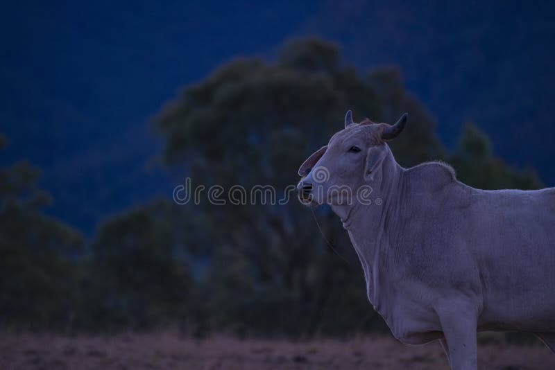 Cow outside in the paddock stock photo. Image of mammal - 137707586