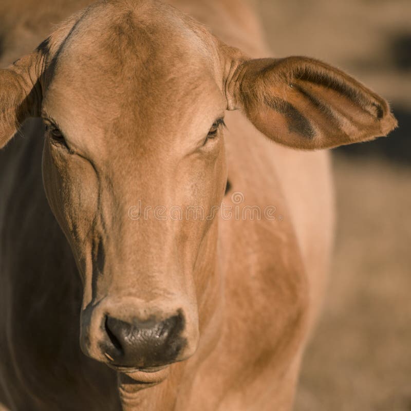 Cow outside in the paddock stock image. Image of mammal - 100550889