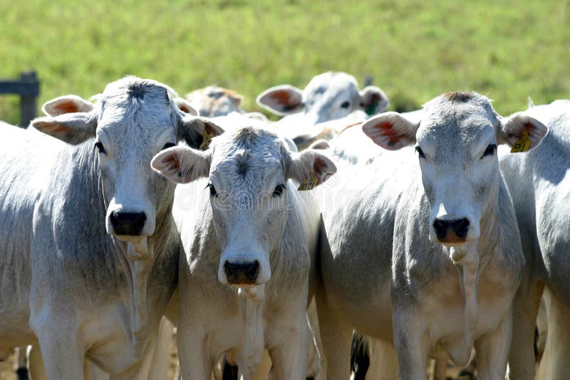 Cow and ox stock image. Image of white, scene, animal - 25001085