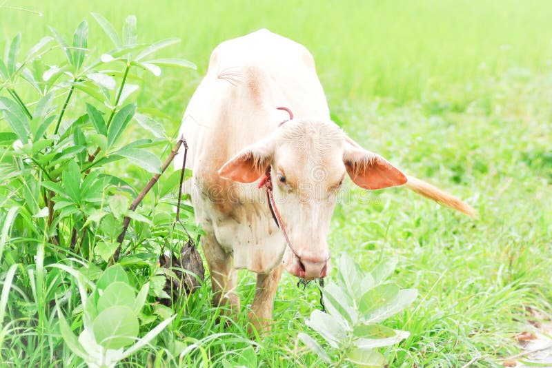 Cow or ox stock photo. Image of livestock, bull, side - 46305190