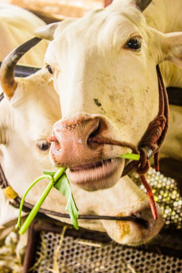 Cow Ox stock photo. Image of white, food, vegetables - 41159026