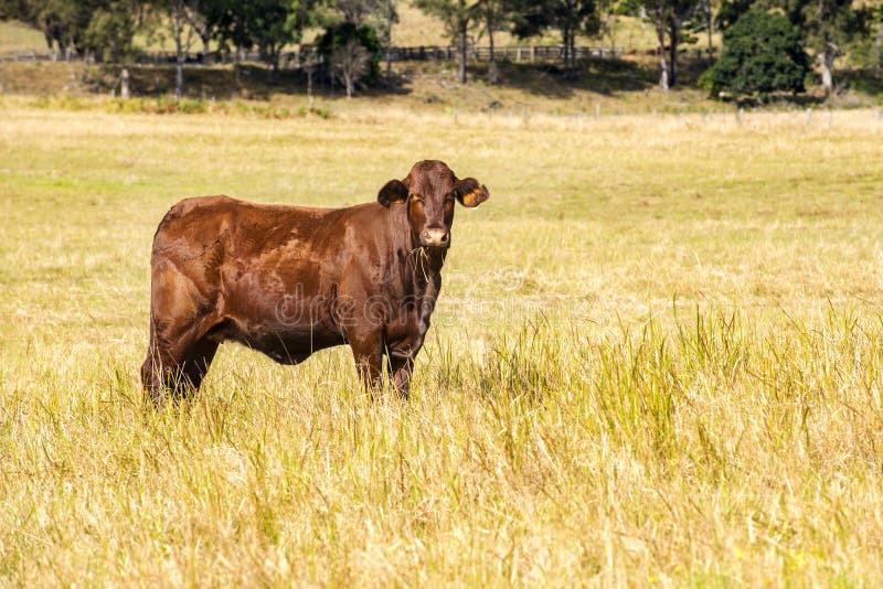 Cow in the paddock stock photo. Image of paddock - 56724574