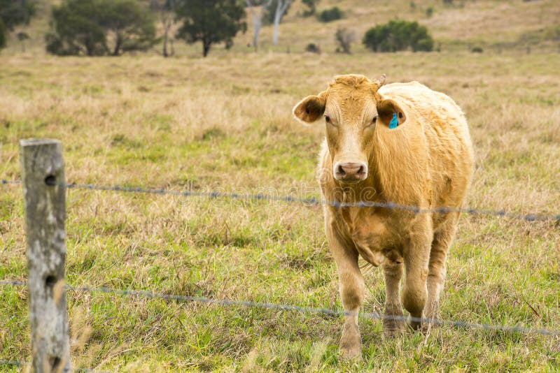 Cow in the paddock stock photo. Image of farmland, grass - 57217238