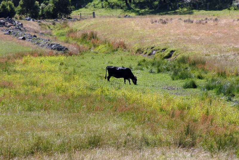 Cow in paddock stock photo. Image of pasture, grass, eating - 32904256