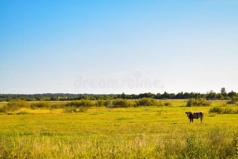Cow paddock stock photo. Image of milk, cloud, spots - 59512106