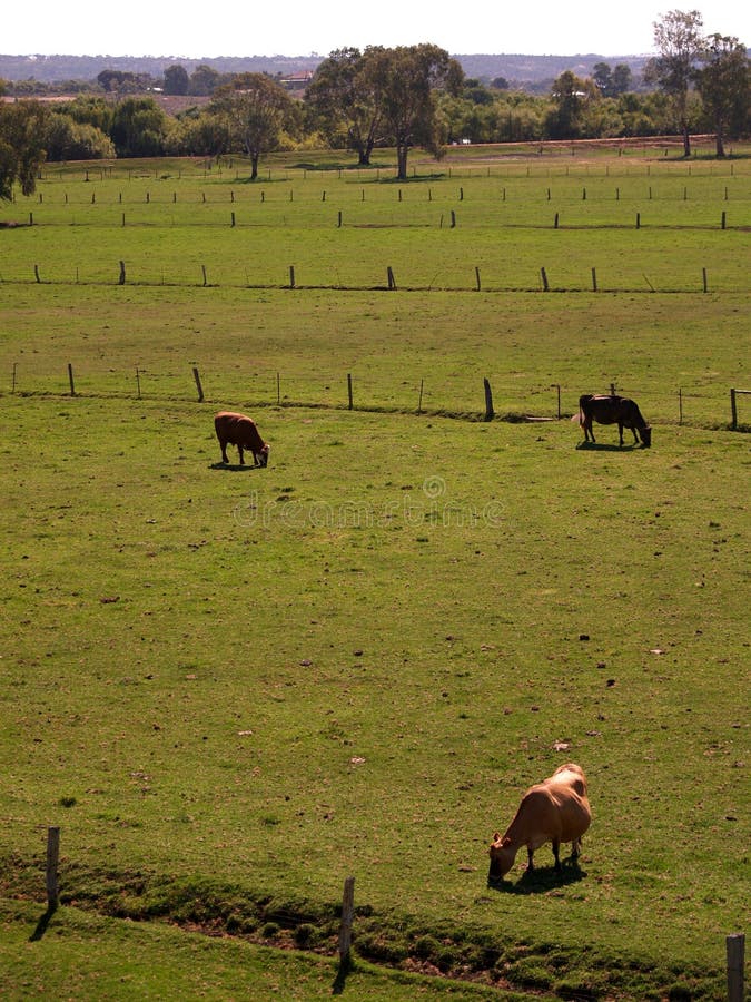 Cow Paddocks Galore Picture. Image: 1881655