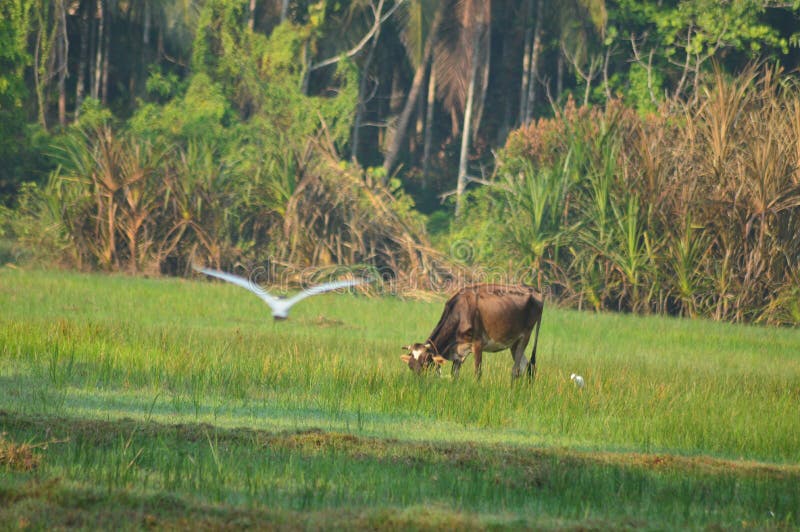 Cow on paddy field stock photo. Image of herd, safari - 180613170