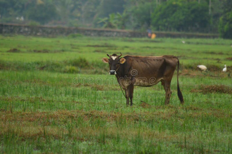 Sheep in the paddy field stock photo. Image of evening - 201904792