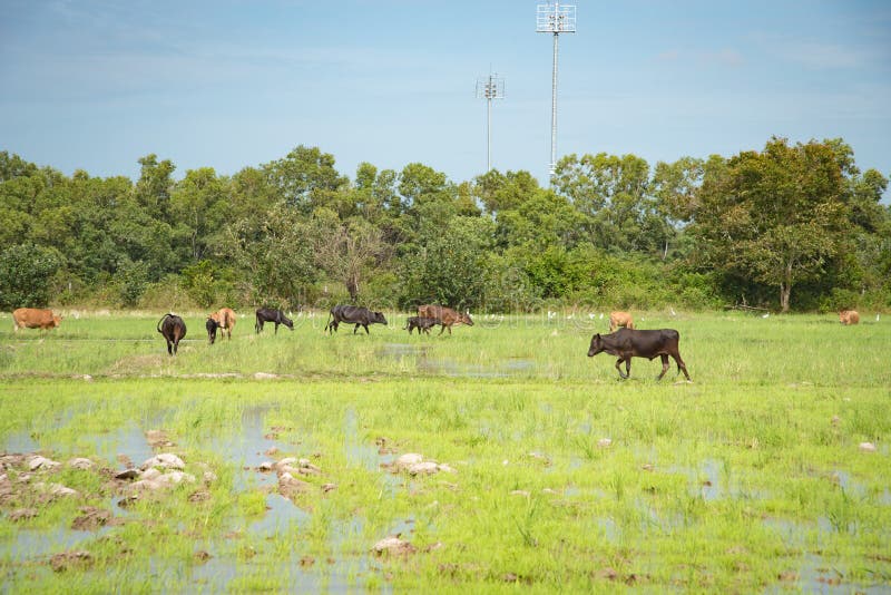 Cow in paddy fields stock photo. Image of rural, thailand - 78380908