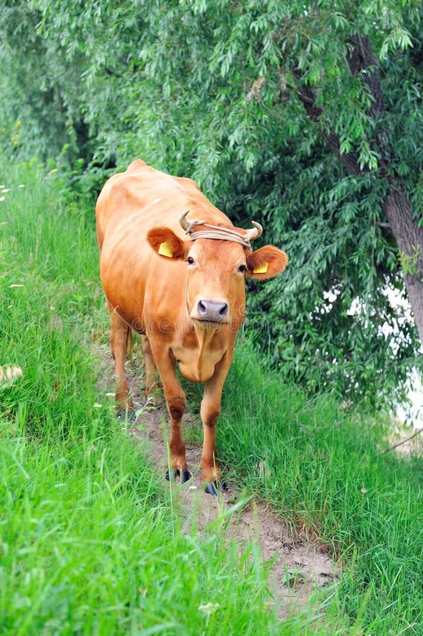 Cow pale brown color . stock photo. Image of cattle, grassland - 31862146