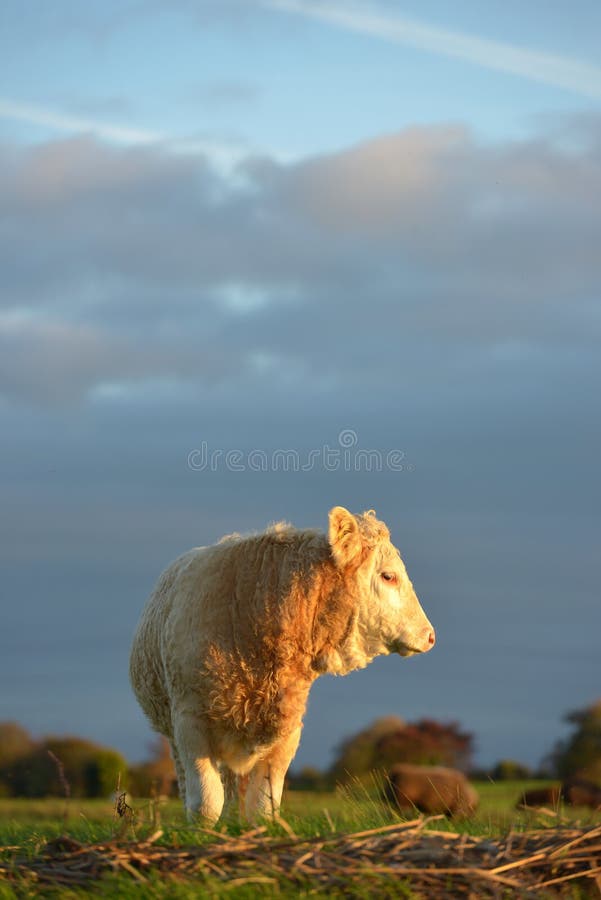 Cow stock photo. Image of sundown, pale, farm, livestock - 105316032