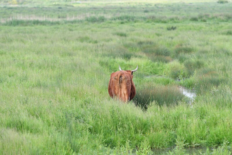 Cow in the nature stock image. Image of park, sunbath - 117959517