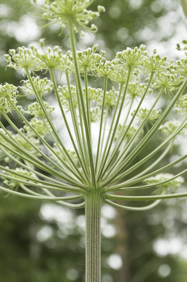 Cow Parsley Background Vertical Stock Image - Image of vertical ...