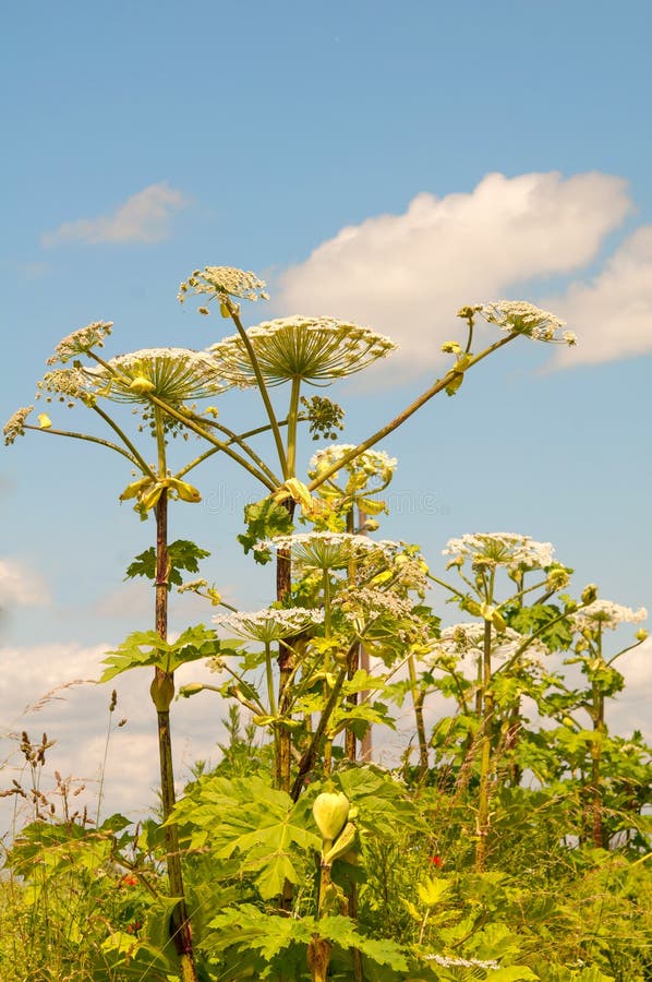 Cow Parsnip Along Trees Summer Stock Photos - Free & Royalty-Free Stock ...