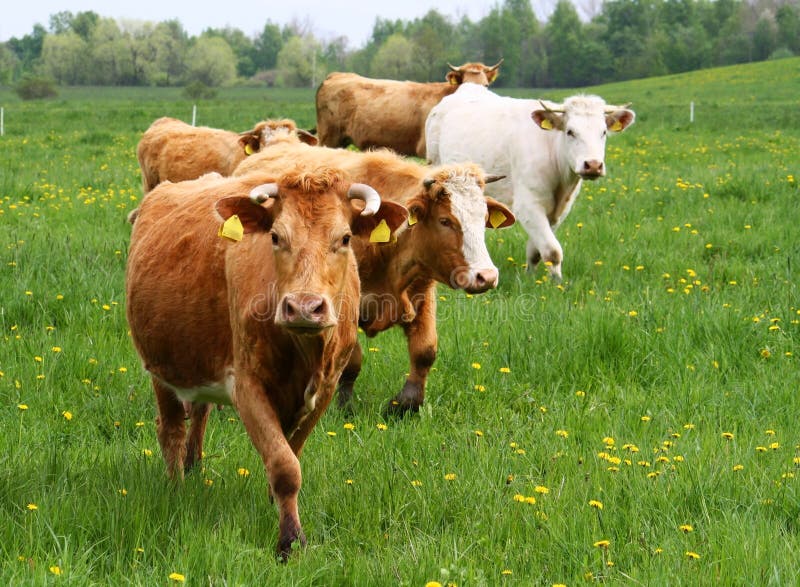 Cow pasturage stock photo. Image of cute, innocent, farm - 19155536