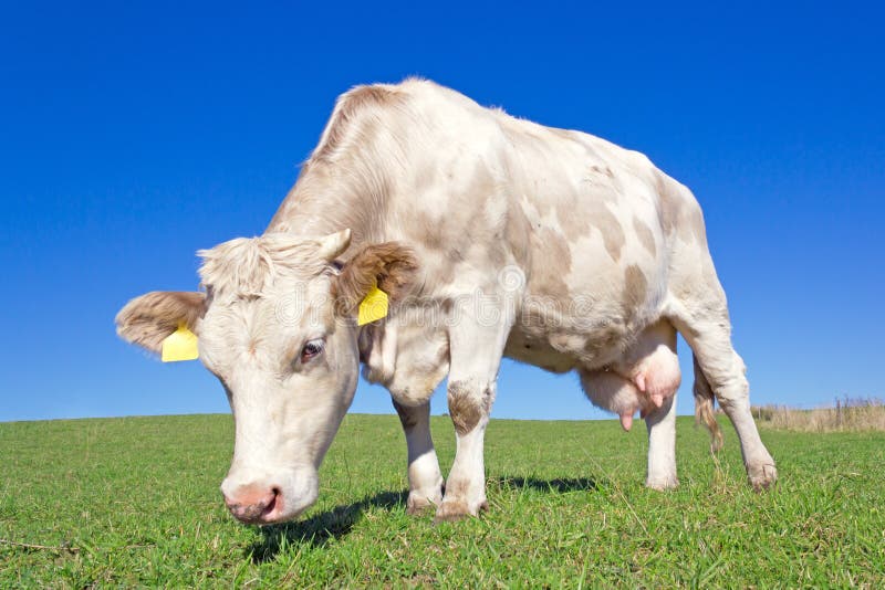 Cow on pasture stock photo. Image of bovine, agriculture - 24066028