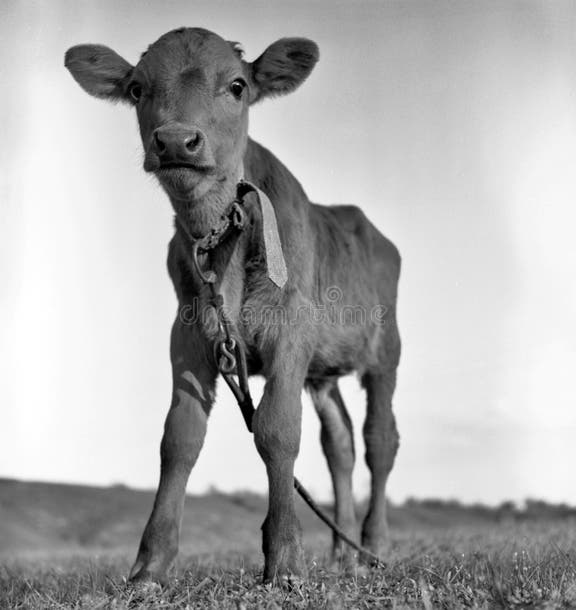 Cow in pasture stock image. Image of mammal, outdoor, meadow - 3769707