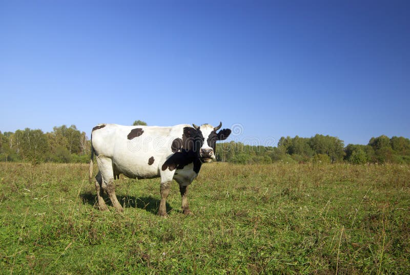 Cow on the pasture stock image. Image of animal, dairy - 4362281