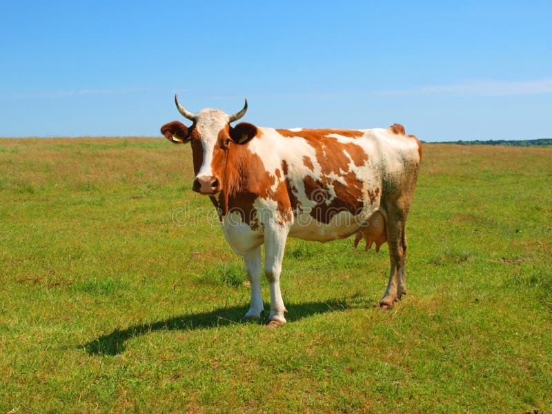 Cow On A Pasture Picture. Image: 9806107