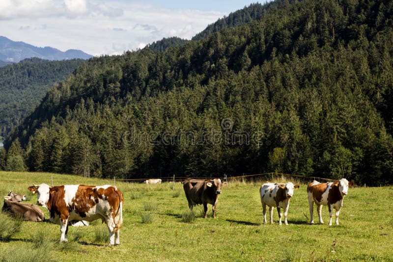 Cow on Pasture, Alps in Background, Germany Stock Image - Image of lake ...