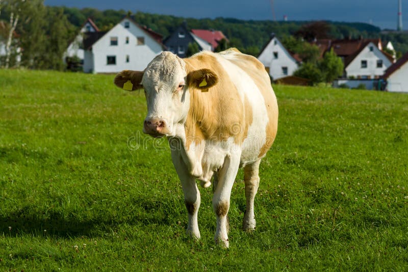 A cow in the pasture. stock photo. Image of farm, cattle - 97855976