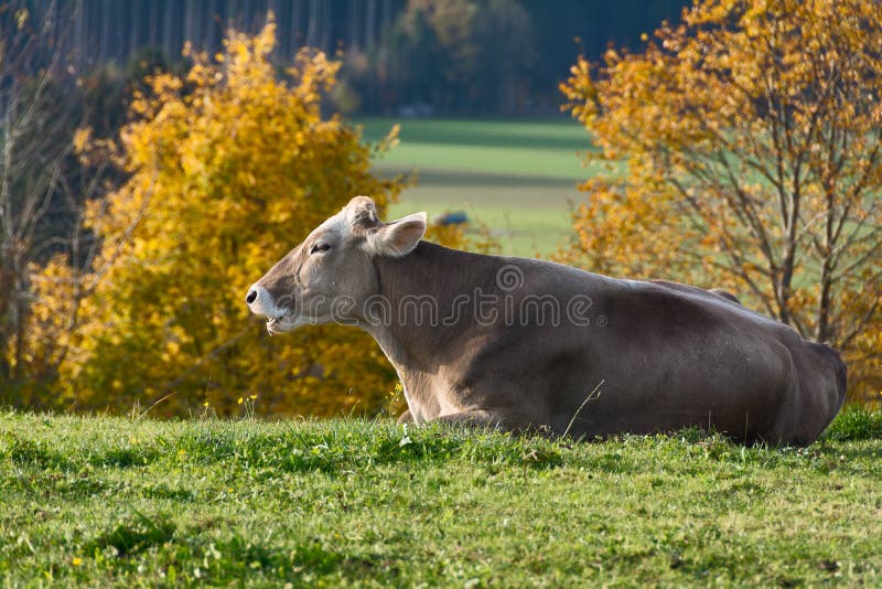 Happy Cow Laying on Pasture Stock Photo - Image of landscape, trees ...
