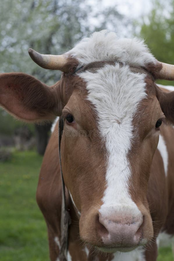 Cow an a pasture. stock image. Image of farming, herd - 53610145