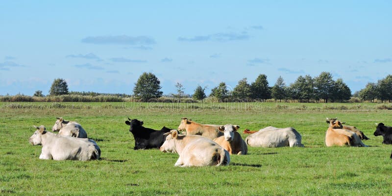 Cow Pasture in Field, Lithuania Stock Image - Image of lithuania, field ...